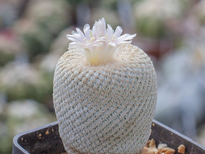 Epithelantha semena – Hajek-kaktusy