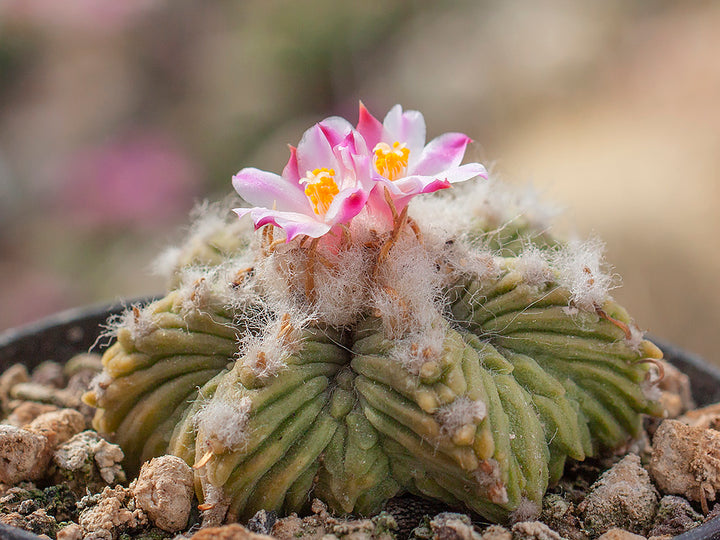 Aztekium semena – Hajek-kaktusy