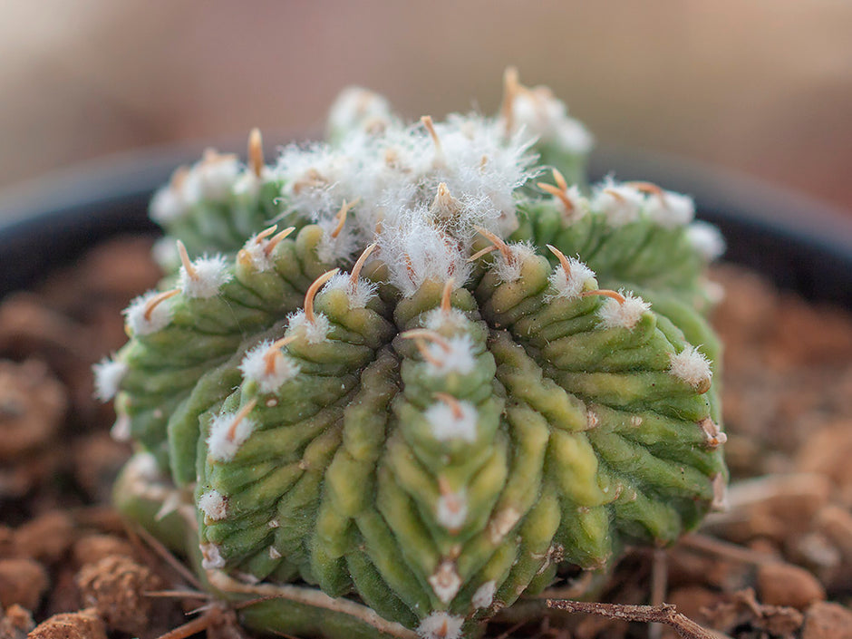 Aztekium rostliny – Hajek-kaktusy